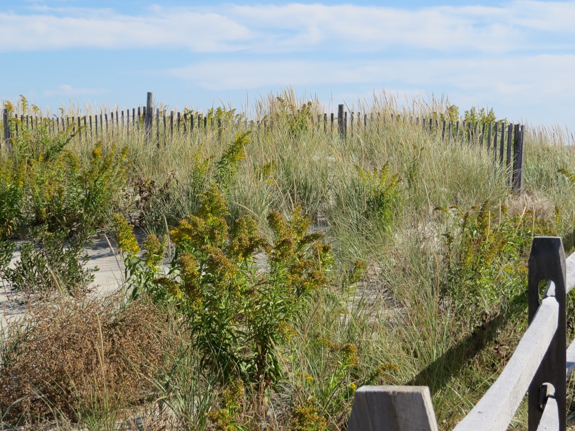 Backyard Conservation Program - DelAtlantic Soil Conservation District